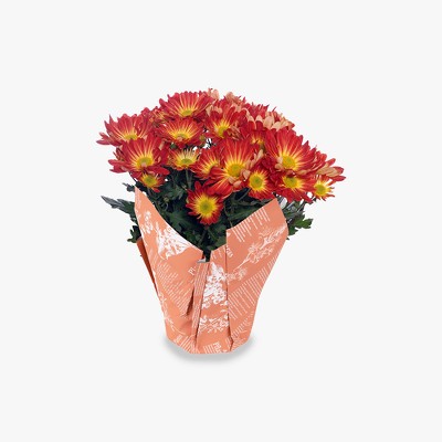 Shop Groceries : Target