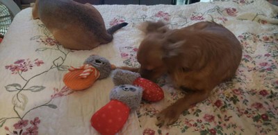 Bear & Sloth Dog Toy Set - Xs/s - 4pk - Boots & Barkley™ : Target