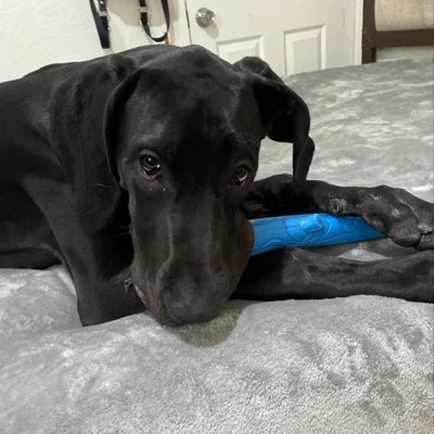 Long Rubber Stick With Crinkles Dog Toy - Blue - Boots & Barkley™ : Target