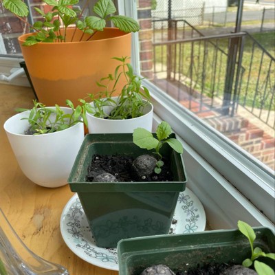 Modern Sprout Diy Garden Seedball Kit - Wildflower : Target