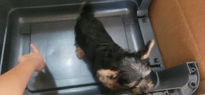 Kennels Direct Dog Crates - Gray - Xl : Target