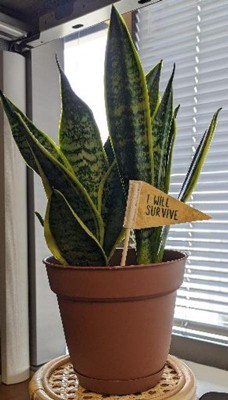 Plant Flags Lawn Decor : Target