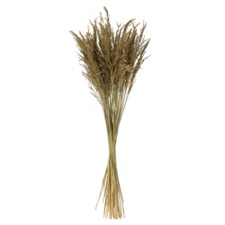Vickerman 28” Basil Splinter Grass, 11 Oz Bundle, Dried : Target
