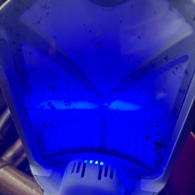 Zevo Indoor Flying Insect Trap Starter Kit For Fruit Flies, Gnats, And ...