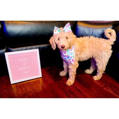 Pearhead Letterboard Wall Sign Panel - Gray : Target