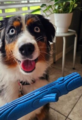 Long Rubber Stick With Crinkles Dog Toy - Blue - Boots & Barkley™ : Target