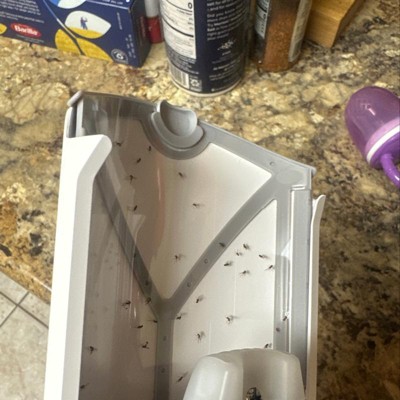 Zevo Indoor Flying Insect Trap Starter Kit For Fruit Flies, Gnats, And ...