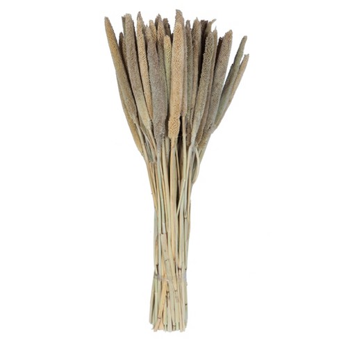Vickerman Natural Botanicals 24" Babala Natural. Includes 75 Pieces Per ...