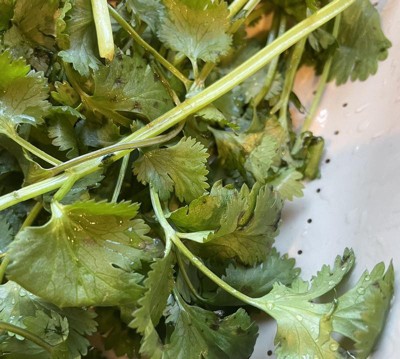 Cilantro Bunch - Each : Target