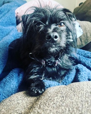 Solid Gold Chicken Broth Meal Topper All Ages Wet Dog Food - 8oz : Target