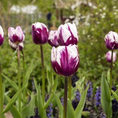 Touch Of Eco Blueberry Ripple Tulip Flower Bulbs : Target