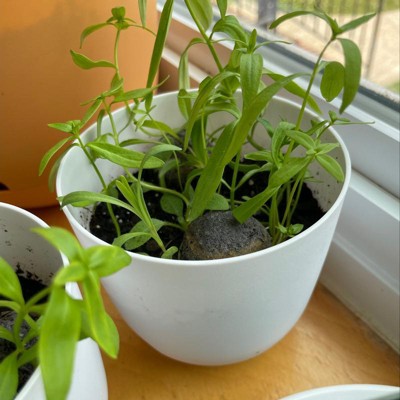 Modern Sprout Diy Garden Seedball Kit - Wildflower : Target