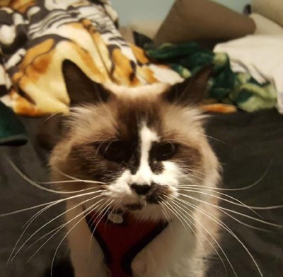 Delectables Squeeze Up Tube With Vegetable, Chicken And Tuna Flavor Cat ...