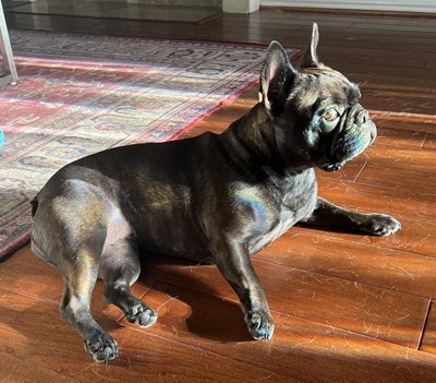 Bocce's Bakery Bedtime Tea With Vanilla And Banana Flavors Dog Treats ...