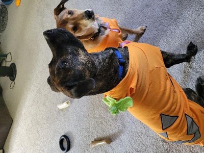 Reflective Halloween Jack-o'-lantern Pumpkin Hoodie Dog And Cat Costume - Hyde & Eek! Boutique ...