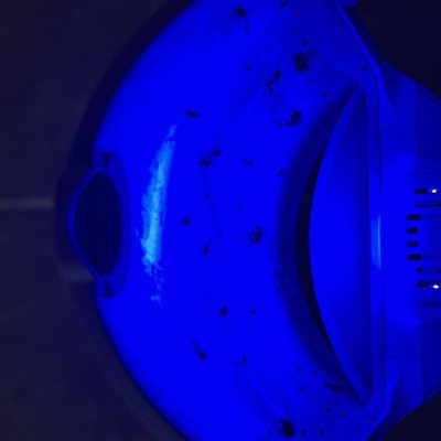 Zevo Indoor Flying Insect Trap Starter Kit For Fruit Flies, Gnats, And ...