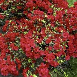 2.25gal Rene Michelle Azalea Plant With Pink Blooms - National Plant ...