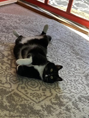 Fancy Feast Gems Adult Wet Cat Food With Beef Flavor - 4oz : Target