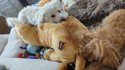 Melissa & Doug Giant Lion - Lifelike Stuffed Animal : Target