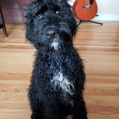 Old Mother Hubbard By Wellness Training Crunchy Dog Treat Bitz With ...