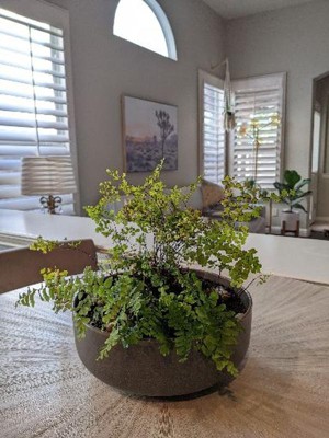 44oz Stoneware Tilley Dinner Bowls - Threshold™ : Target