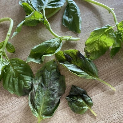 Organic Basil - 0.5oz - Good & Gather™ : Target