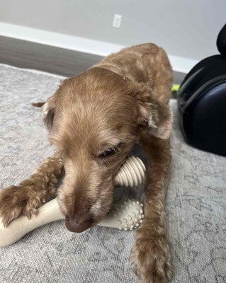 Betterbone Soft Beef Nylon Free Dog Bone Chew Toy - S : Target