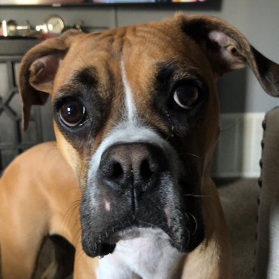 Rawhide-free Chicken Recipe Roll Small/medium Dog Treat - 19.4oz/10ct ...