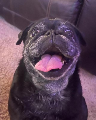 Pup-peroni Treats Peroni Beef Flavor Chewy Dog Treats - 5.6oz : Target