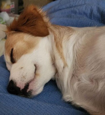 Bocce's Bakery Bedtime Tea With Vanilla And Banana Flavors Dog Treats ...