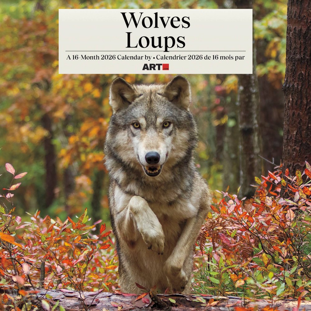 Trends International Wolves Bilingual French 12"x12" Wall Calendar 2026 ...