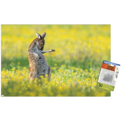 Trends International The Comedy Wildlife Photography Awards: Jason ...