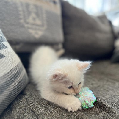 Pounce & Chase Mylar Crinkle Balls Cat Toys - 4pk - Boots & Barkley ...