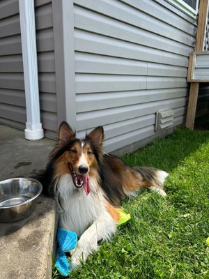 Native Pet Pump Bottle Omega Oil With Fish For Dogs - 8oz : Target