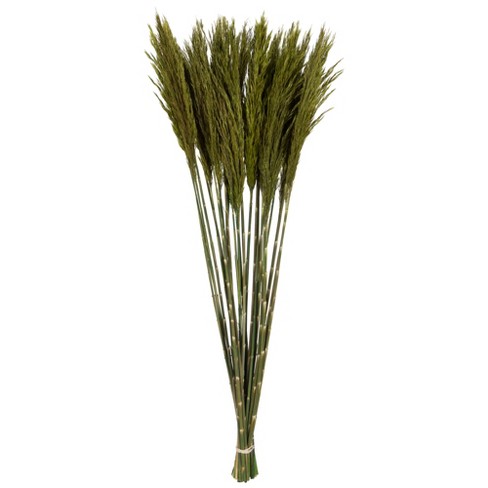 Vickerman 36" Plume Reed Bundle, Preserved : Target