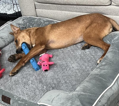 Long Rubber Stick With Crinkles Dog Toy - Blue - Boots & Barkley™ : Target