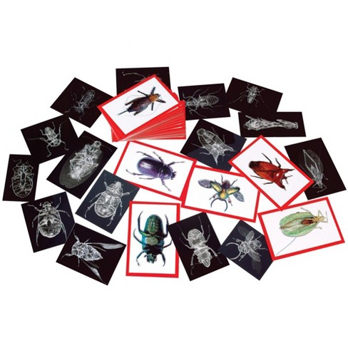 Roylco Insect X-ray And Picture Cards - 36 Pieces : Target