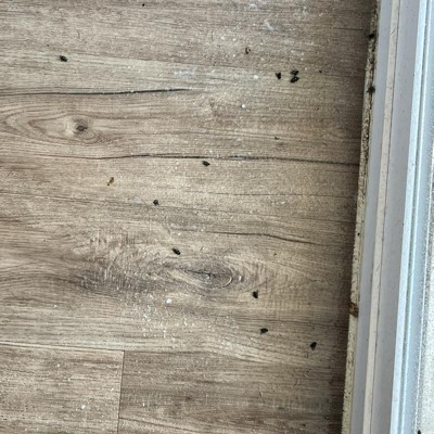 Raid Flying Insect Killer Outdoor Bug Spray - Fresh - 18oz : Target