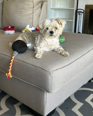 Freshpet Select Small Dog Beef Roasted Meals Wet Dog Food - 1lb : Target