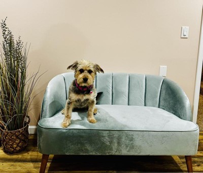 Amaia modern new velvet settee store