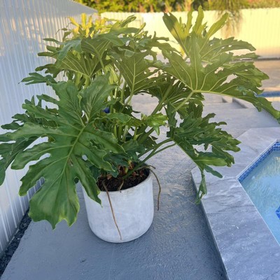 Concrete Planter Pots - Project 62™ : Target