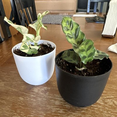 Self-watering Plastic Indoor Outdoor Planter Pot White 8"x8" - Room ...