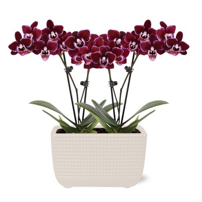 Live Houseplants : Garden Flowers & Plants : Target