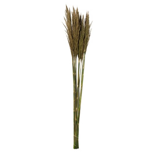 Vickerman 36" Natural Green Plume Reed Bundle (15-20 Stems), Preserved ...