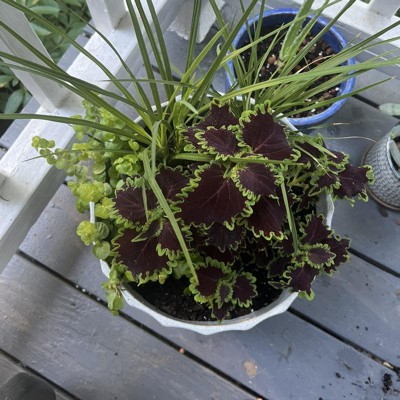 Miracle-gro Premium Potting Mix 1 Cubic Foot : Target