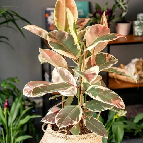 Ficus Robusta Ruby Rubber Tree Plant - National Plant Network : Target