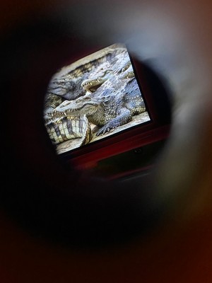 Educational Insights Geosafari Jr Talking Wildlife Camera : Target