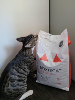 Boxiecat Extra Strength Scent-free Premium Clumping Litter - 28lbs : Target