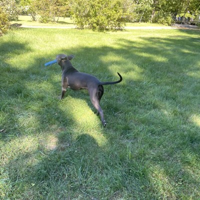 Long Rubber Stick With Crinkles Dog Toy - Blue - Boots & Barkley™ : Target