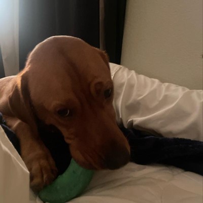 Bark Super Chewer Pickle Stickle Pickle Dog Toy : Target